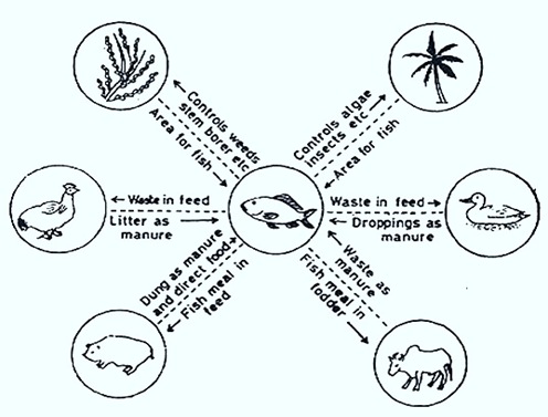 Fish Culture and Rearing Methods | BIOZOOM